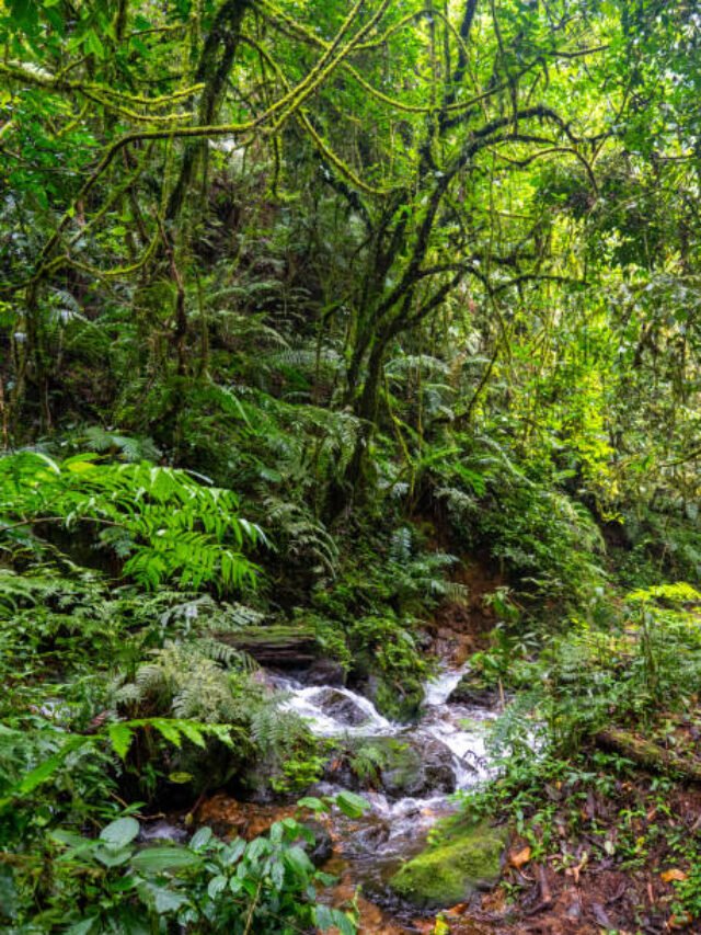 Darién National Park: One of the Wildest Places on Earth - Travelling ...